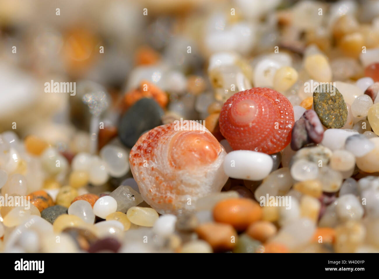 Macro image of a marine deposit consisting of coarse sand.Details of a ...