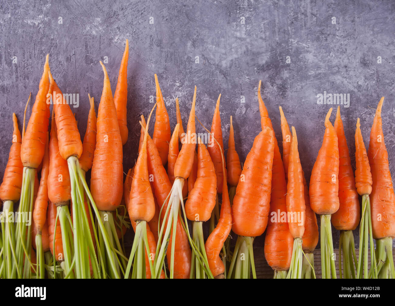 Young mini carrot in row over concreate background. Flat lay, space ...