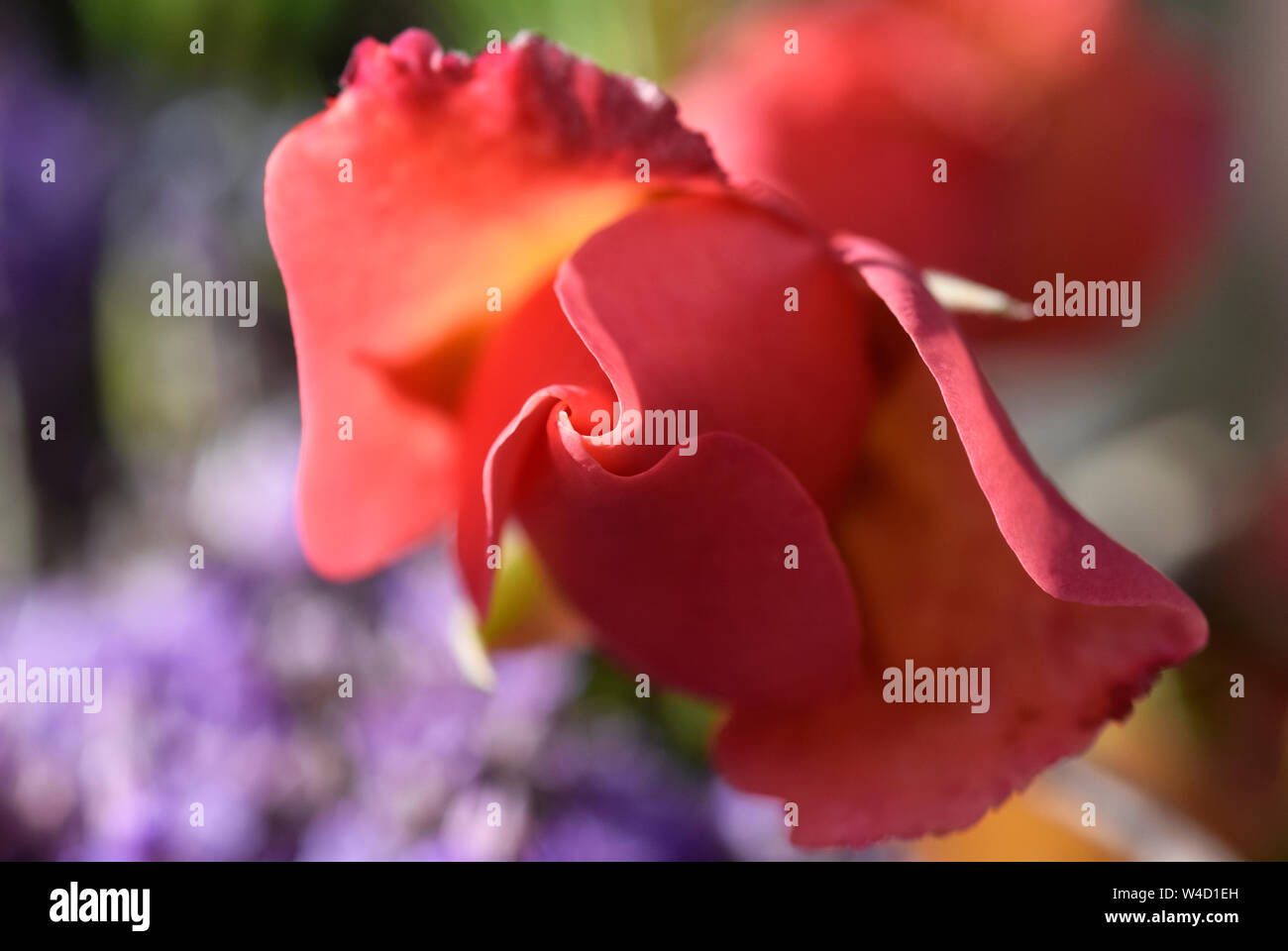'For your eyes only' rose bud Stock Photo - Alamy