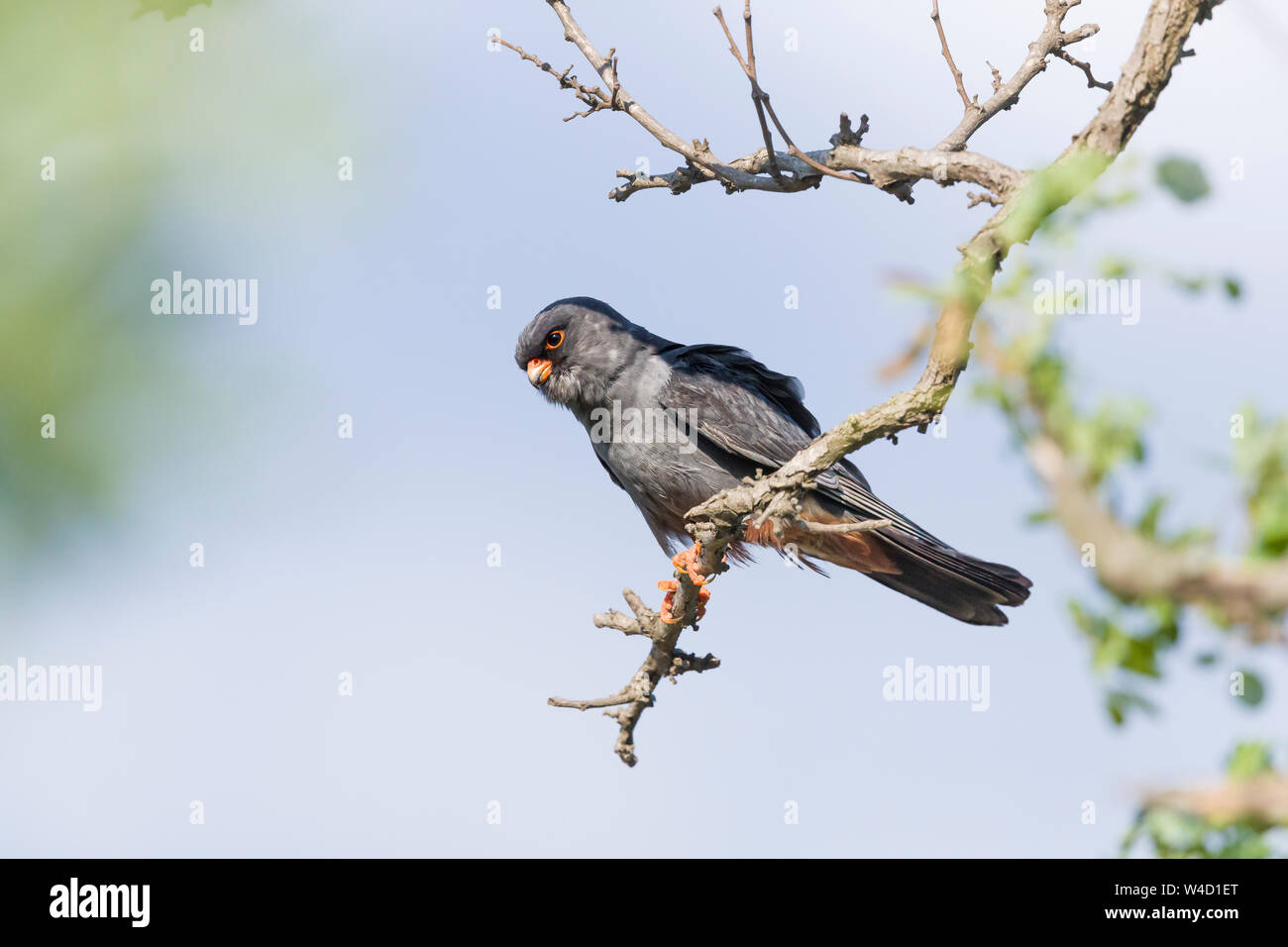 Red-footed falcon perching in a tree in the Danube Delta Romania Stock ...