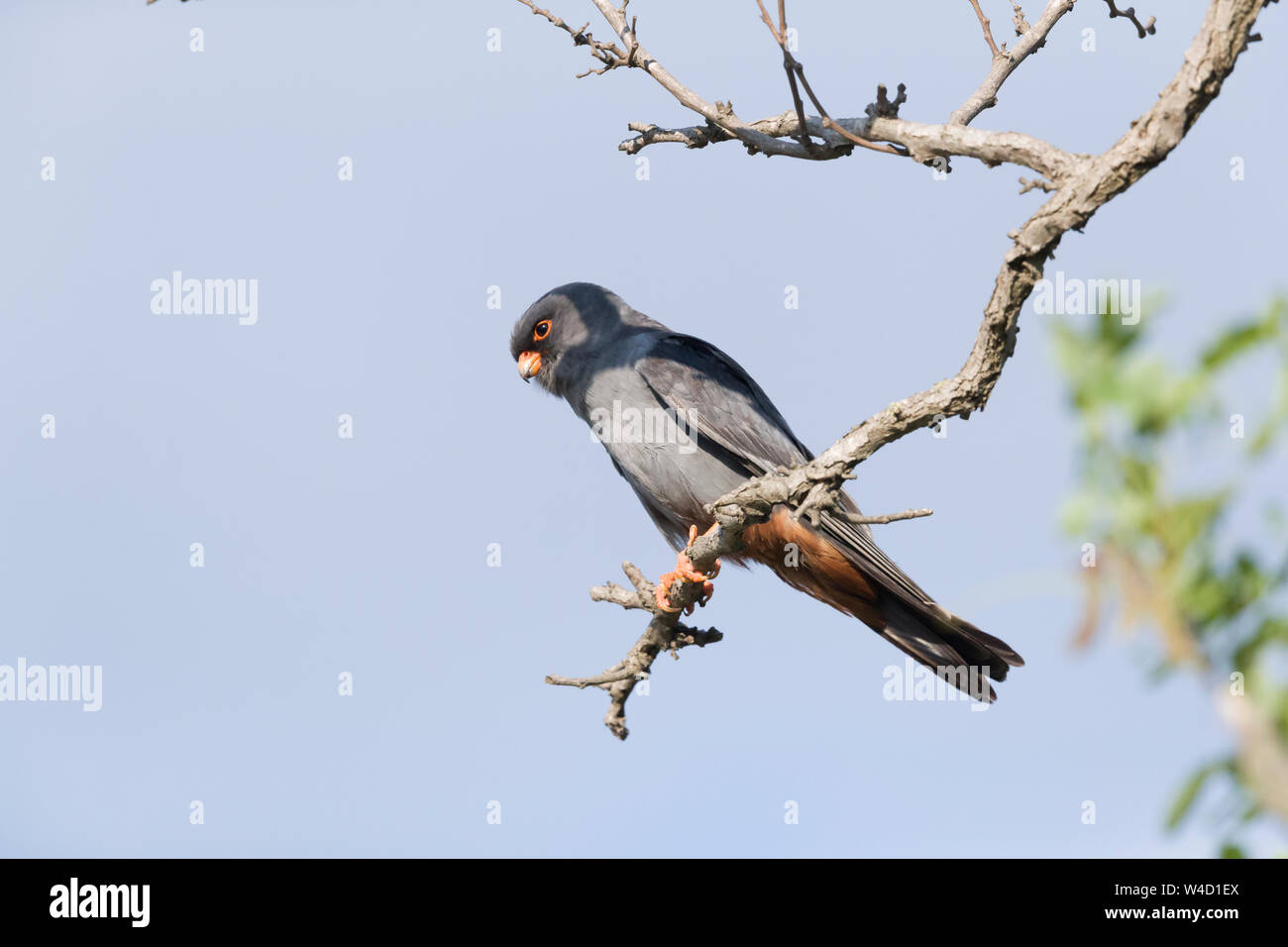 Red-footed falcon perching in a tree in the Danube Delta Romania Stock ...