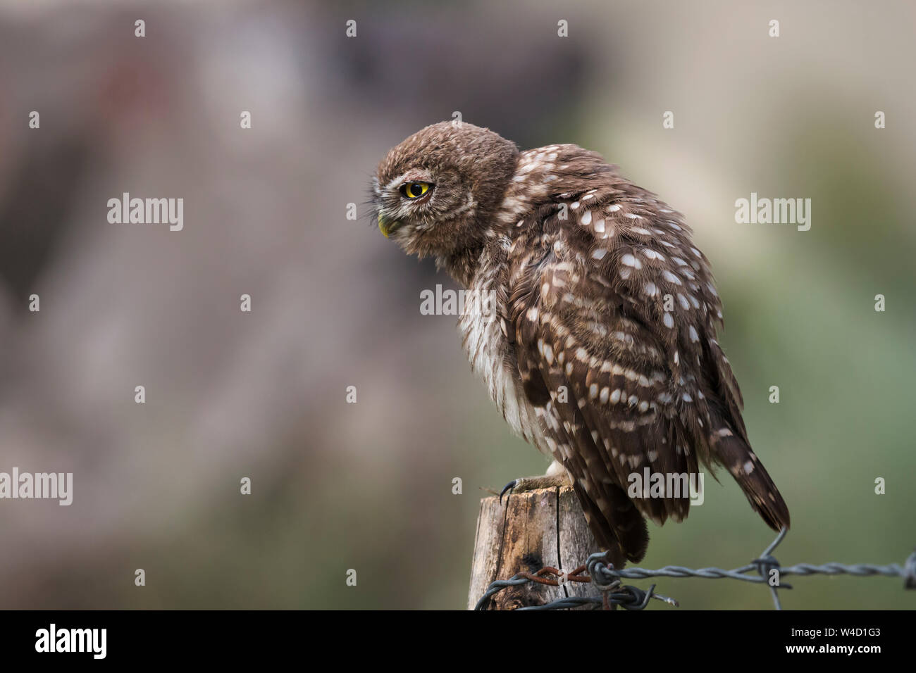 A little owl in the Danube Delta in Romania Stock Photo - Alamy