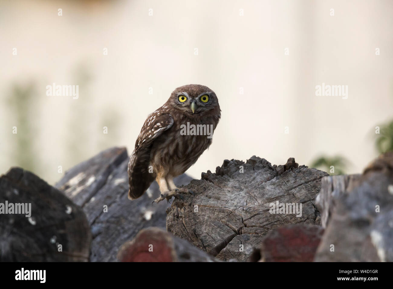 A little owl in the Danube Delta in Romania Stock Photo - Alamy