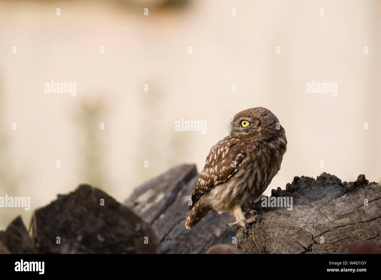 A little owl in the Danube Delta in Romania Stock Photo - Alamy