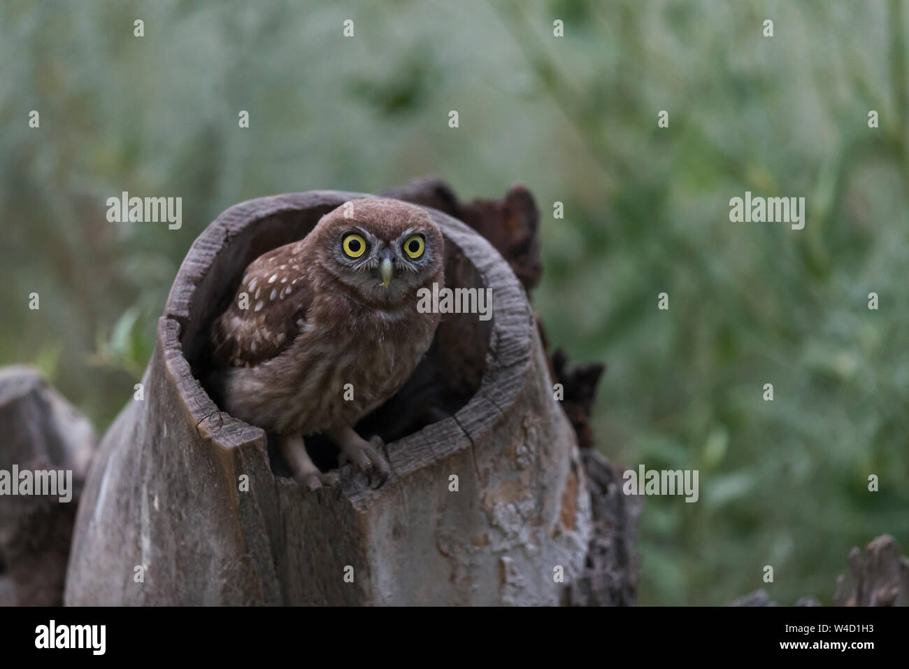 Teritorial hi-res stock photography and images - Alamy