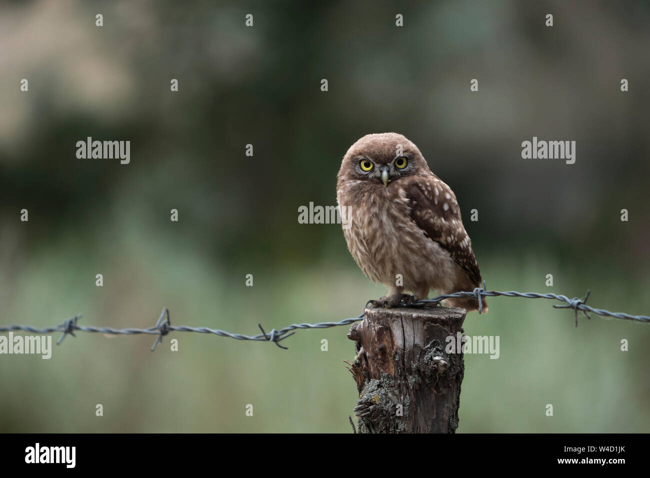 A little owl in the Danube Delta in Romania Stock Photo - Alamy