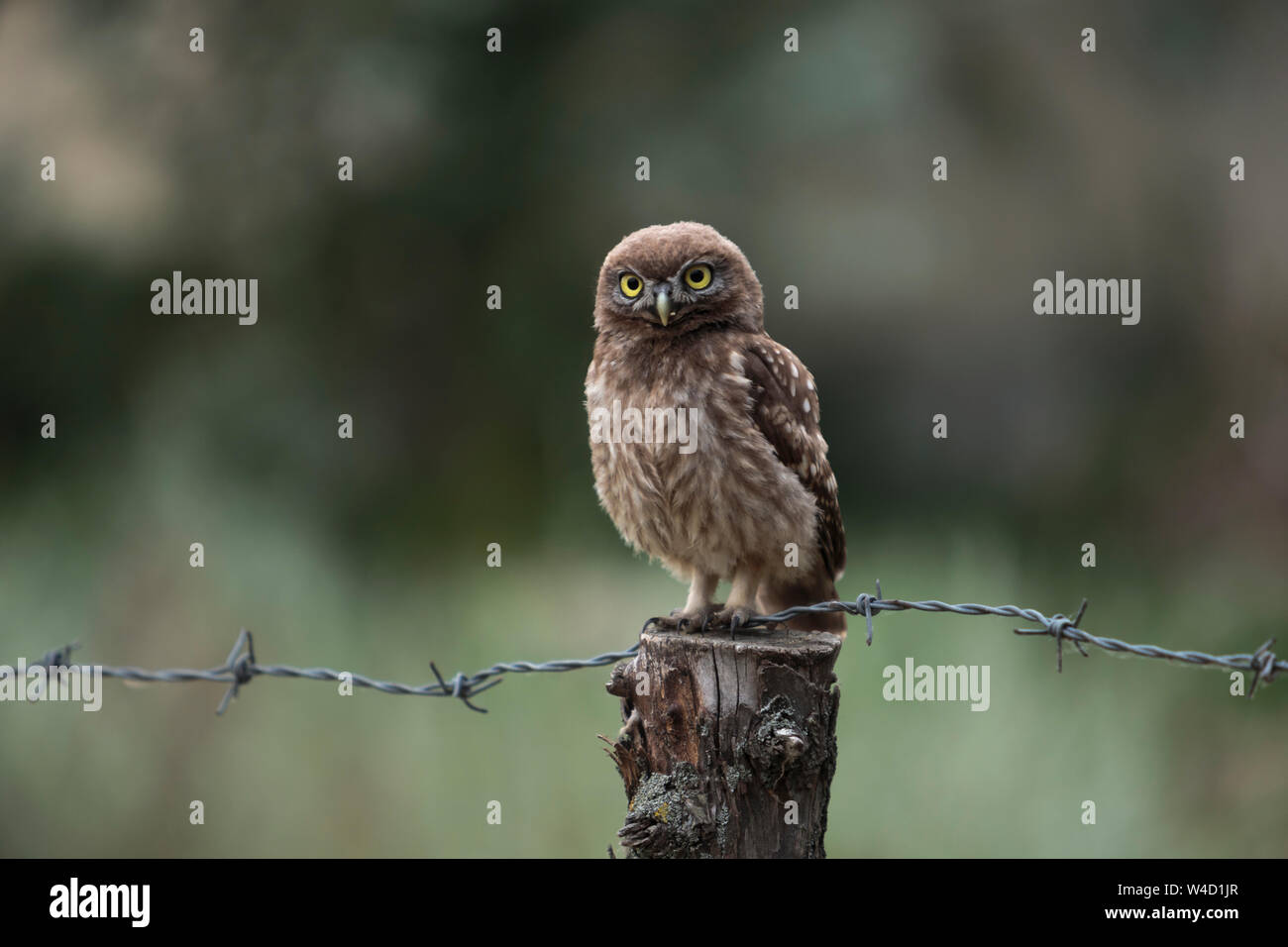 A little owl in the Danube Delta in Romania Stock Photo - Alamy