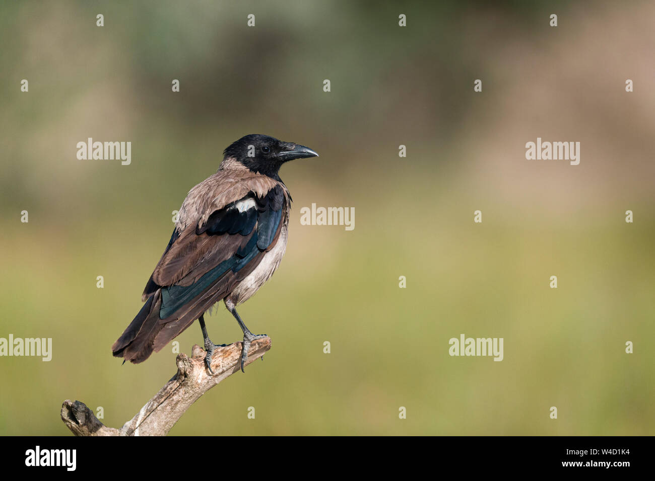 Hooded crows feeding hi-res stock photography and images - Alamy