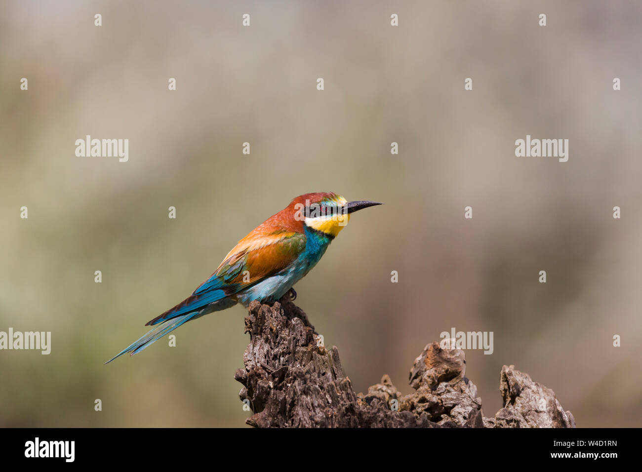 Flying insects hi-res stock photography and images - Alamy