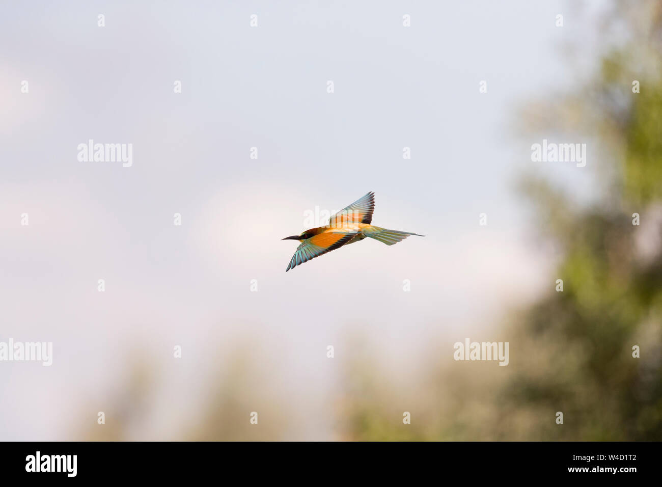 Birds that catch insects in flight hi-res stock photography and images ...