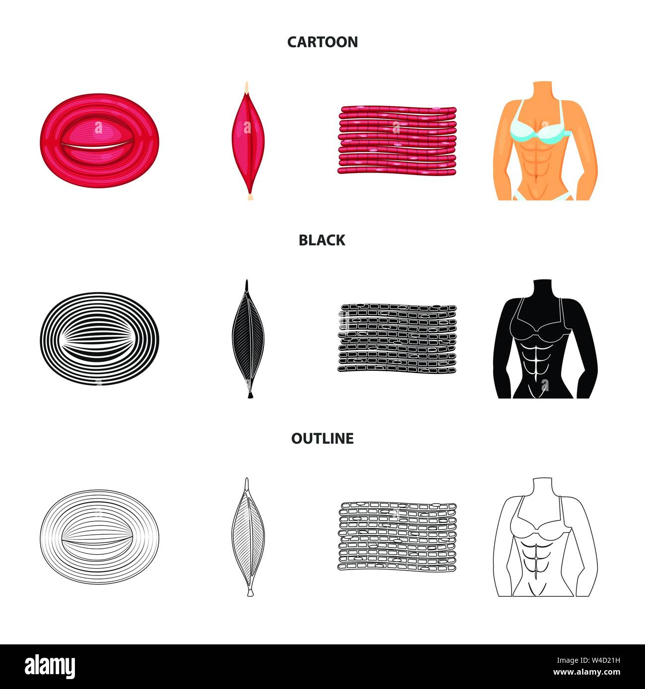 Vector illustration of fiber and muscular icon. Set of fiber and body ...