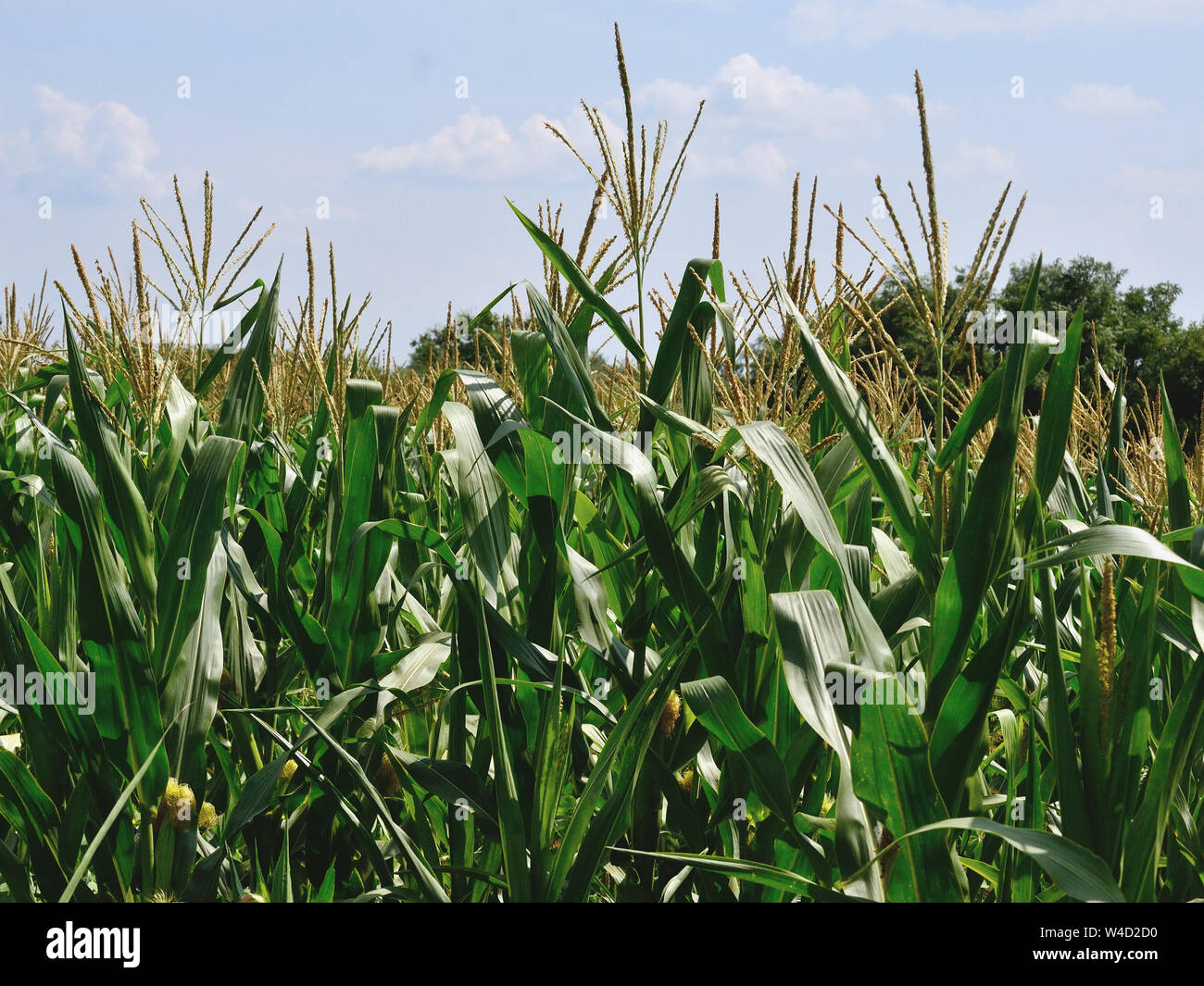 Corn field corn hi-res stock photography and images - Alamy