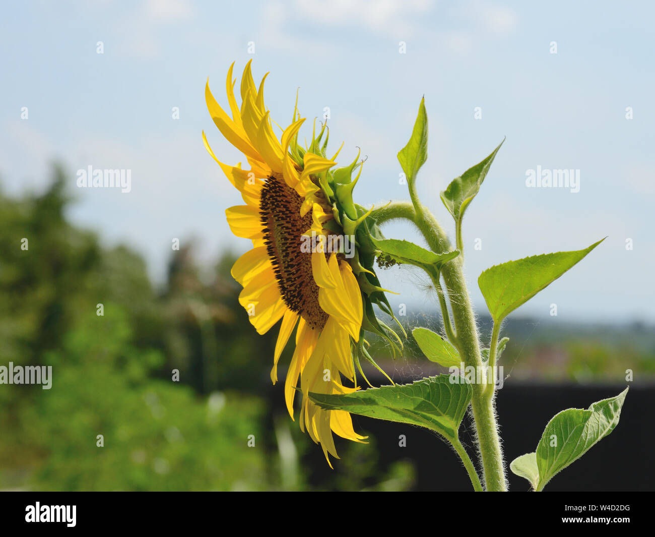 One sunflower hi-res stock photography and images - Alamy