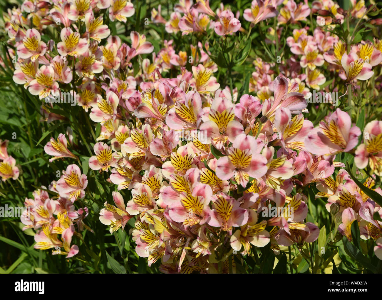 Cream alstroemeria hi-res stock photography and images - Alamy