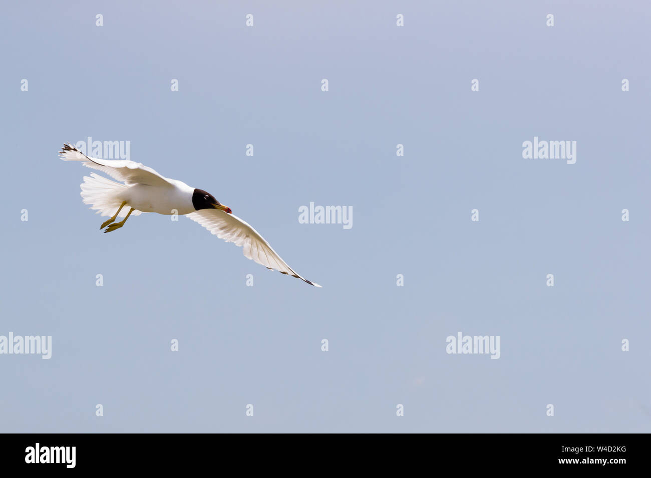 Pallas's gull flying against blue sky Stock Photo - Alamy