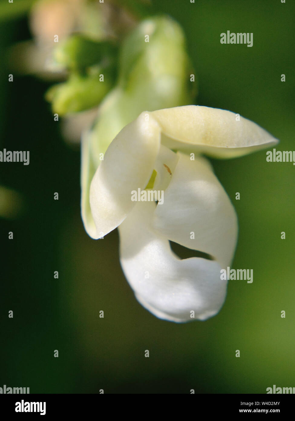 Bean plant phaseolus common bean hi-res stock photography and images ...