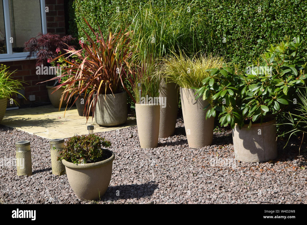 a variety of grasses in containers Stock Photo - Alamy