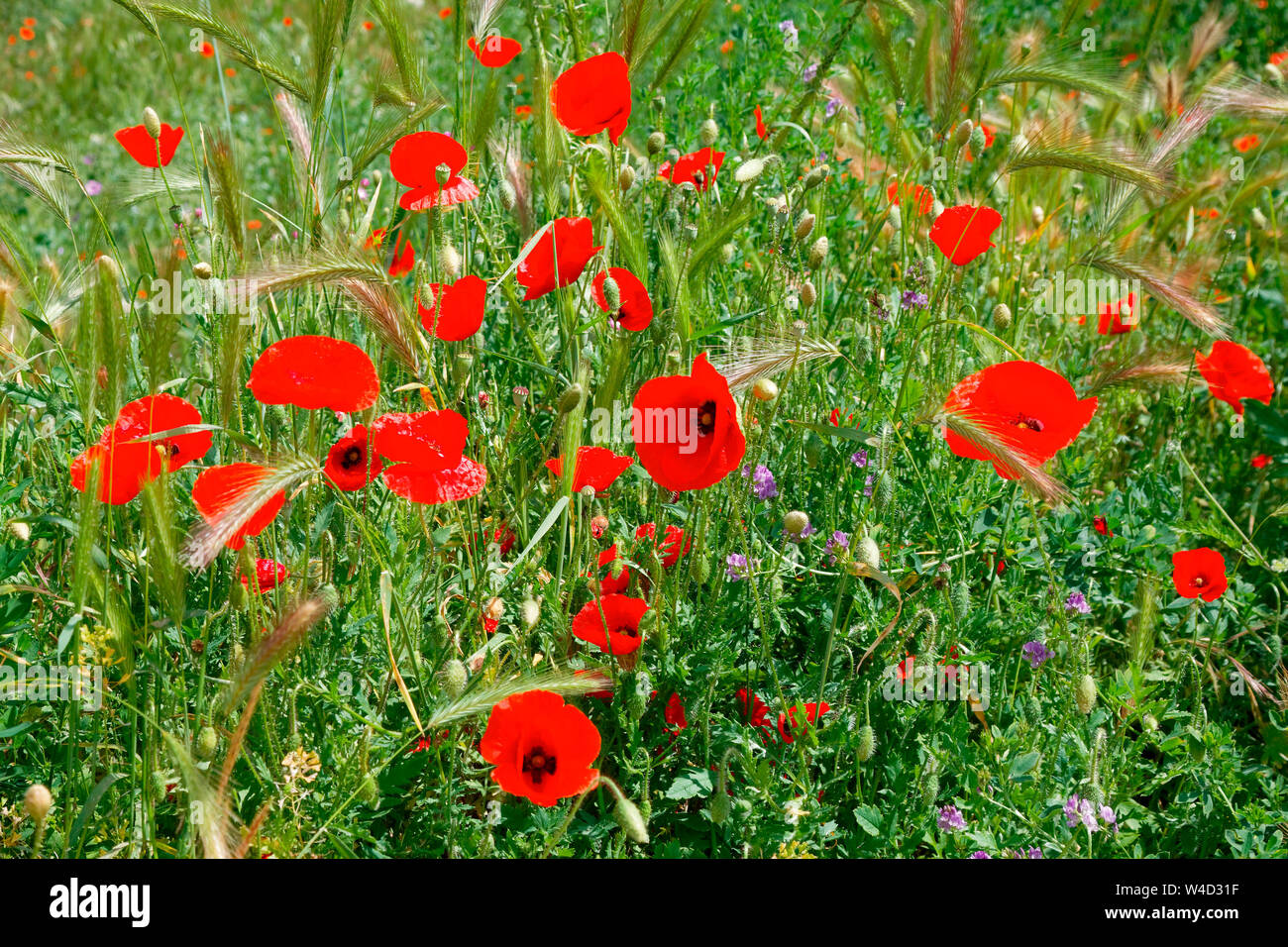 Poppies and wildflowers hi-res stock photography and images - Alamy