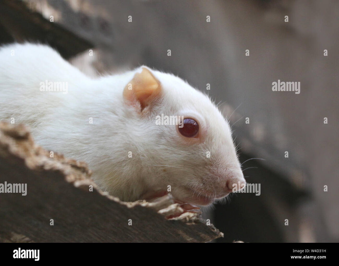 Cute albino squirrel from Indonesia Stock Photo - Alamy