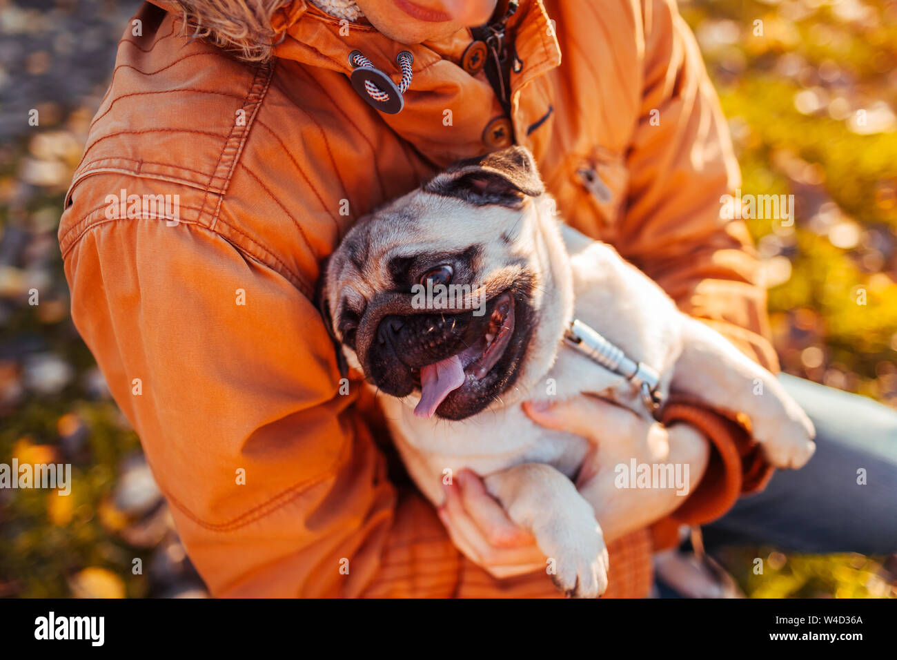 Master holding pug dog in hands in autumn park. Happy puppy looking on ...