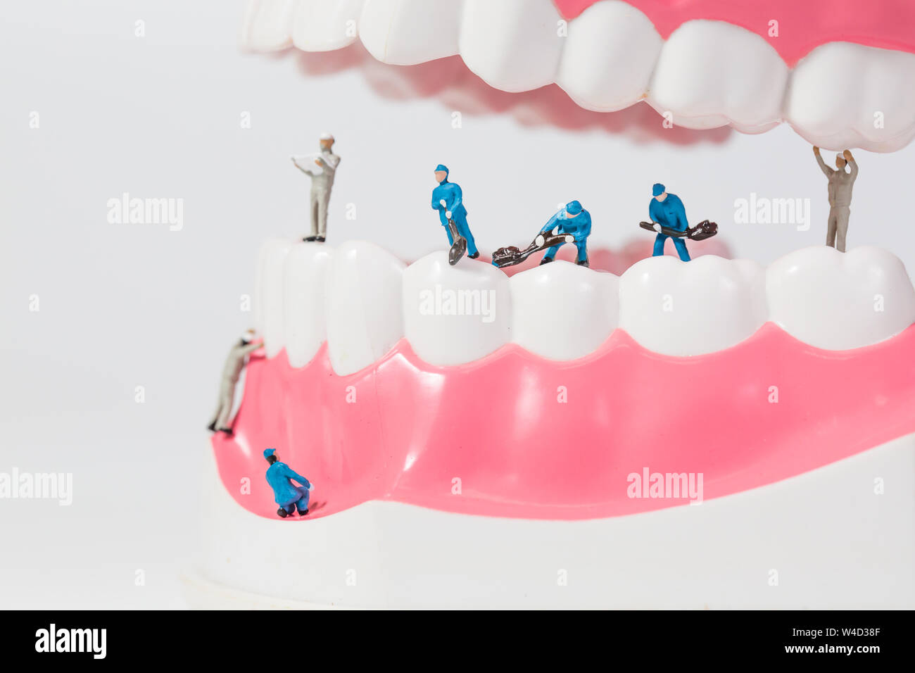 Tooth model hi-res stock photography and images - Alamy
