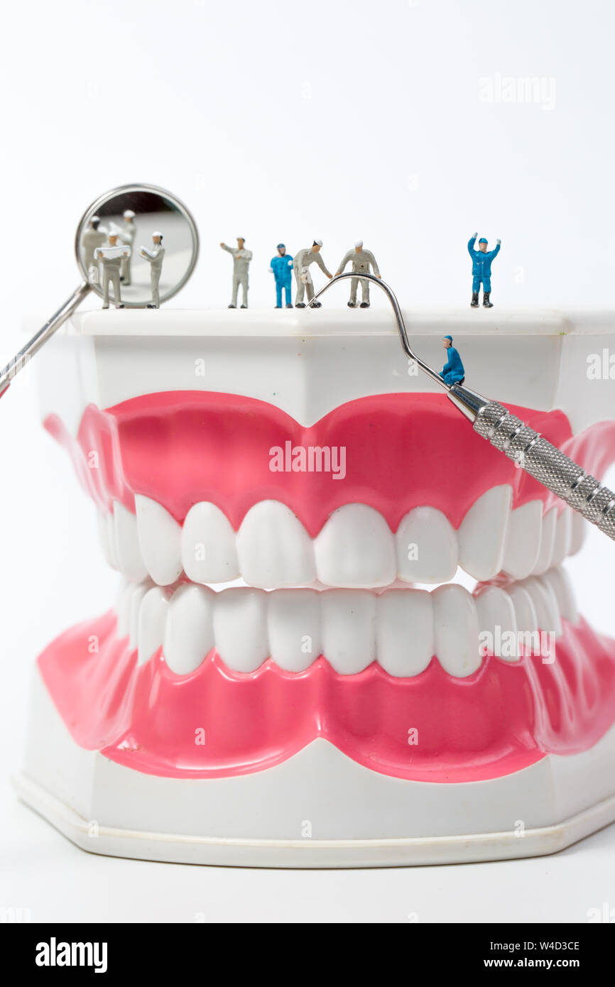 People to clean tooth model on white background,miniature Stock Photo ...