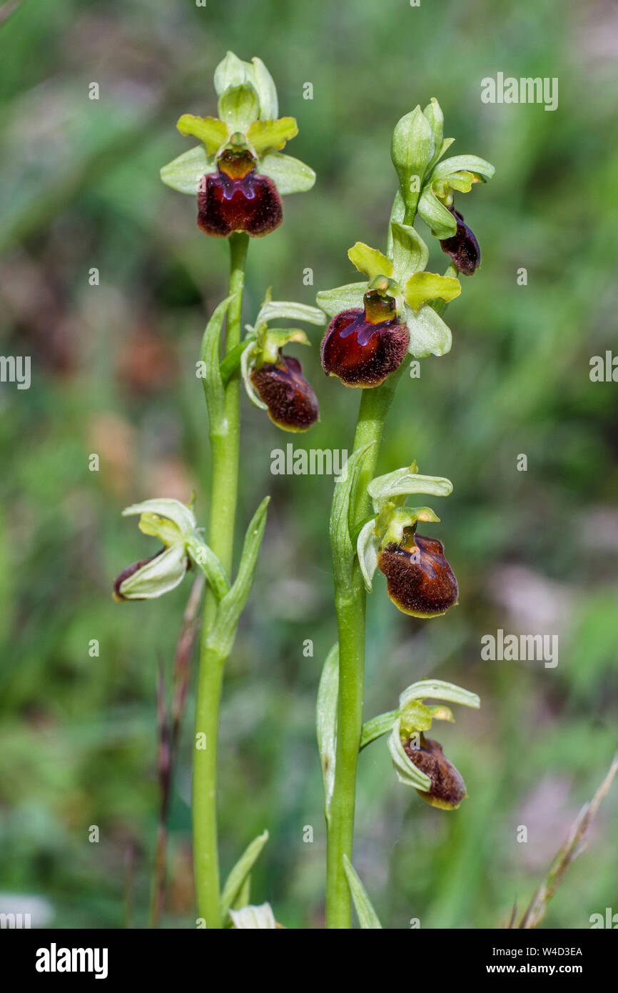 early spider-orchid, Spinnenragwurz (Ophrys sphegodes Stock Photo - Alamy