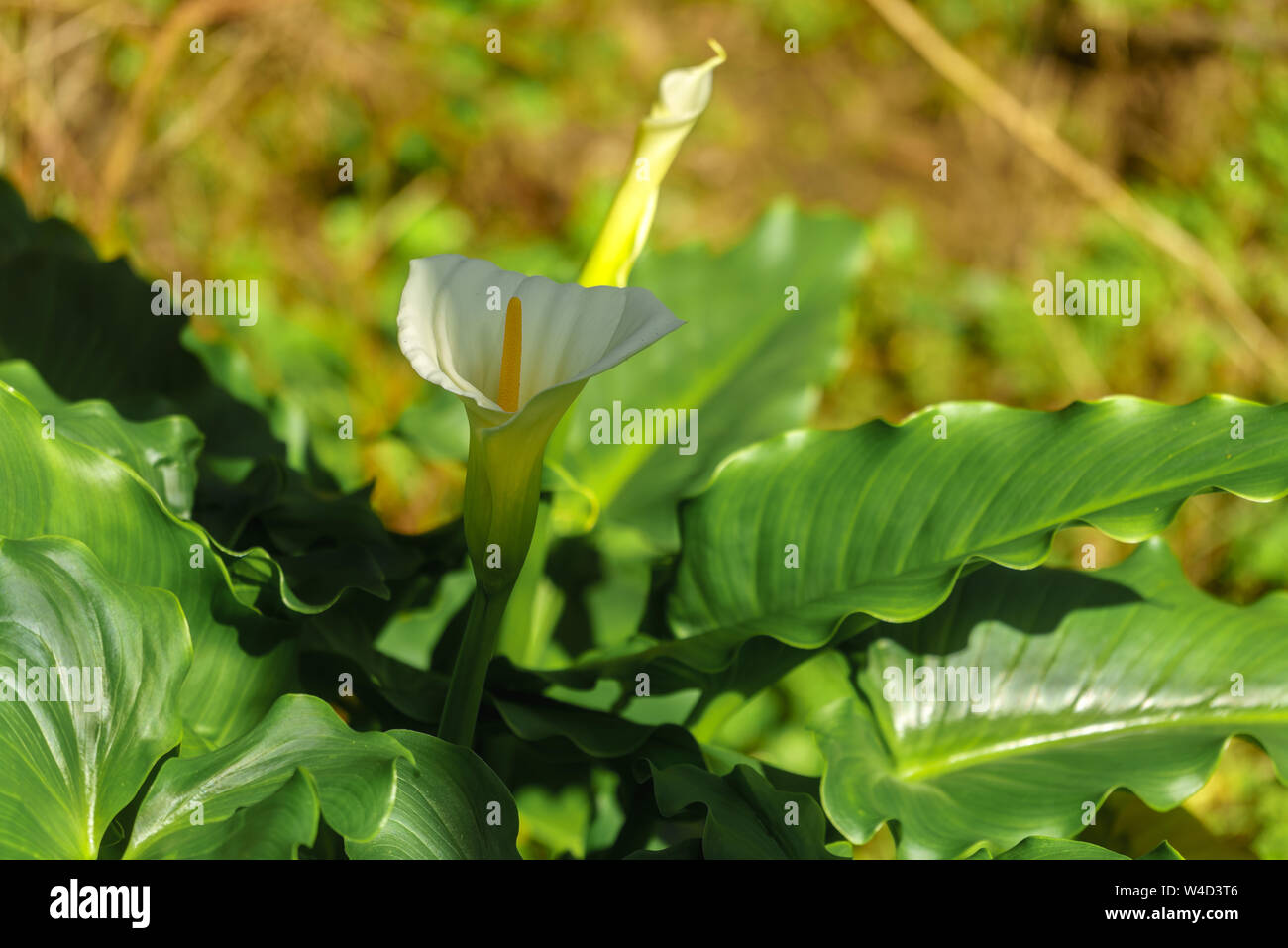 Wild White Calla growing in Currawong Bush Park in Doncaster East ...