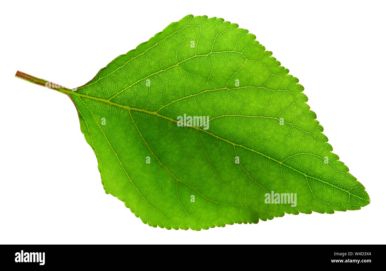apricot leaf isolated on a white background Stock Photo - Alamy