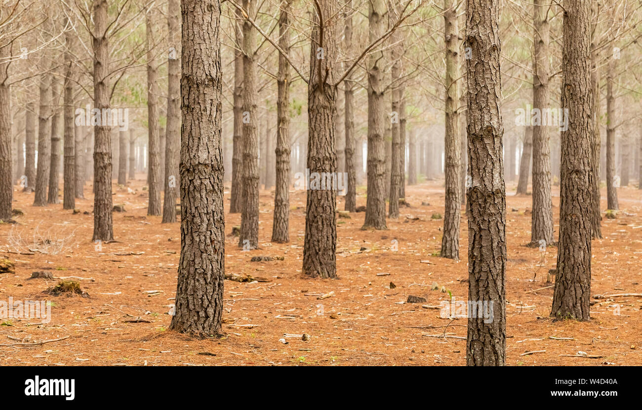 Tokai plantation hi-res stock photography and images - Alamy