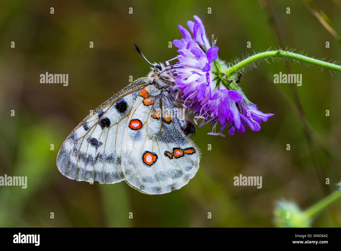 mountain Apollo, Roter Apollo (Parnassius apollo Stock Photo - Alamy