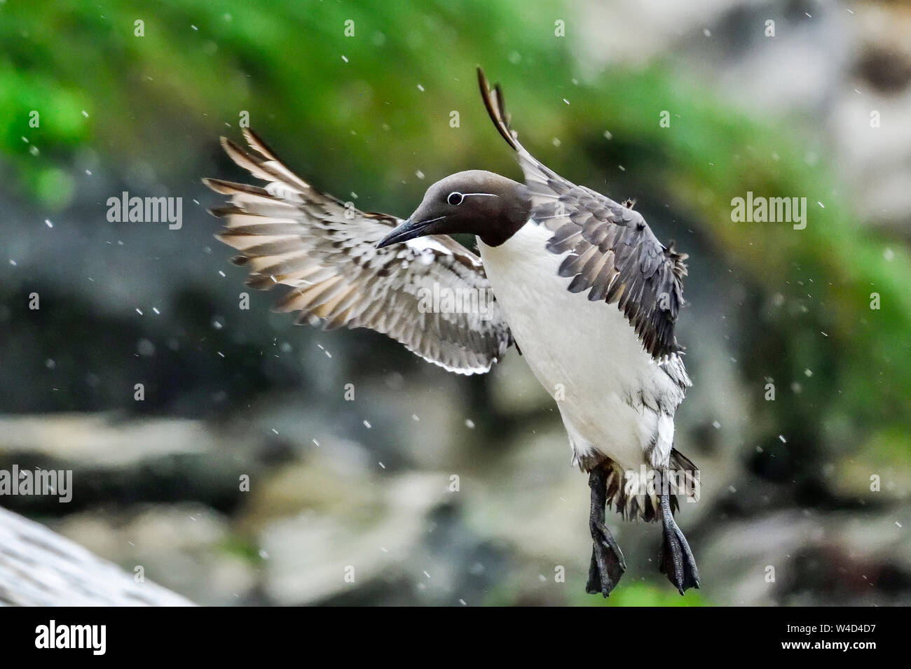 Common guillemot in flight Stock Photo - Alamy
