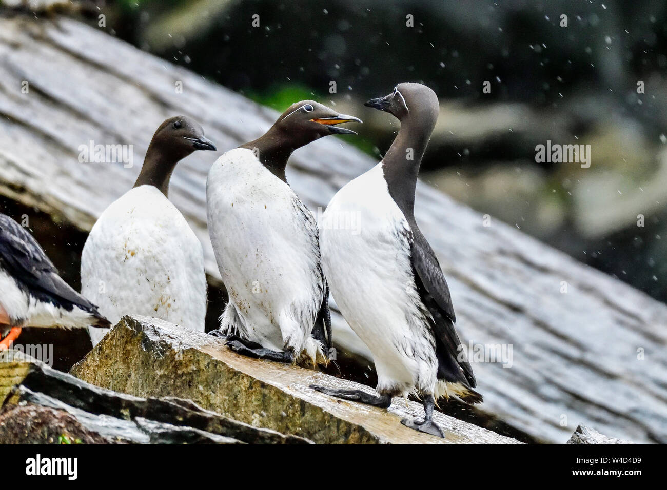 Young guillemots are having a conversation Stock Photo - Alamy