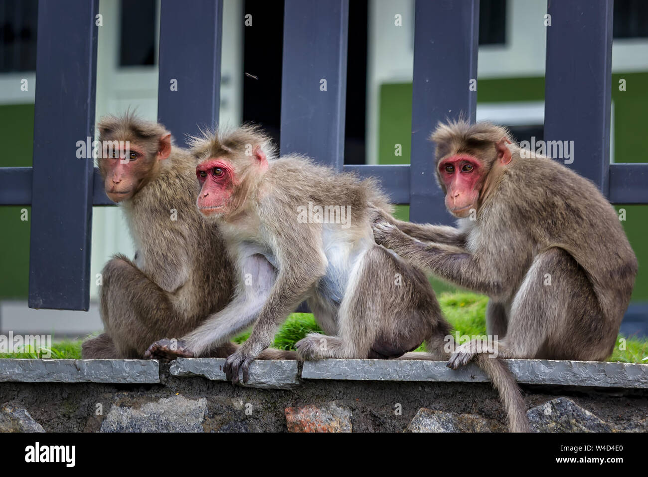 Monkey expression - Ooty Tamilnadu India Stock Photo - Alamy