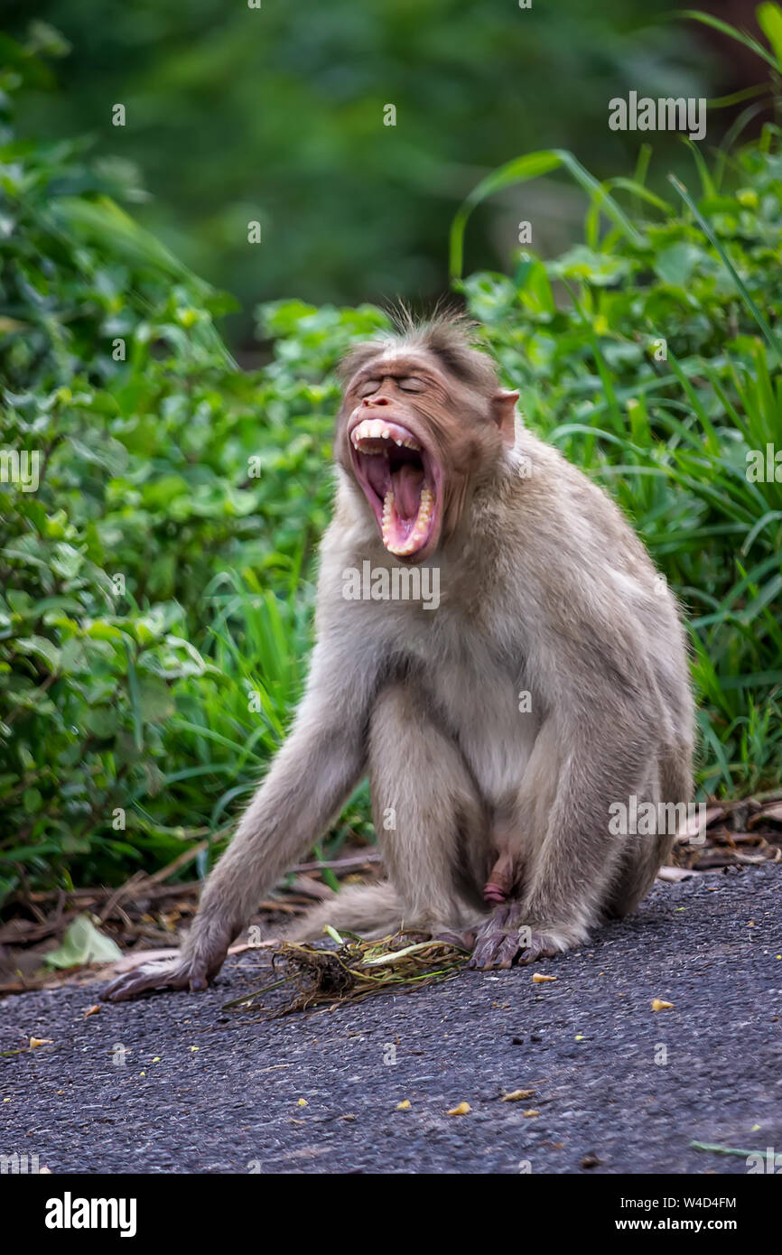 Tamilnadu family hi-res stock photography and images - Alamy