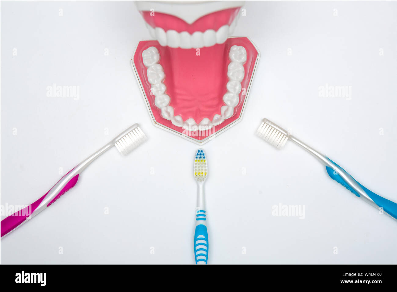 dental model and toothbrush on white background Stock Photo - Alamy