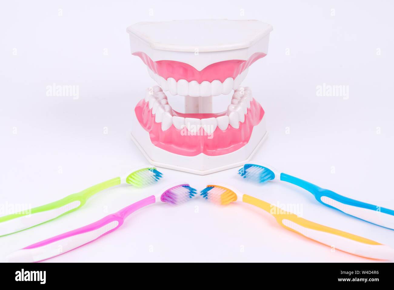tooth model or dental model with colorful toothbrush Stock Photo - Alamy