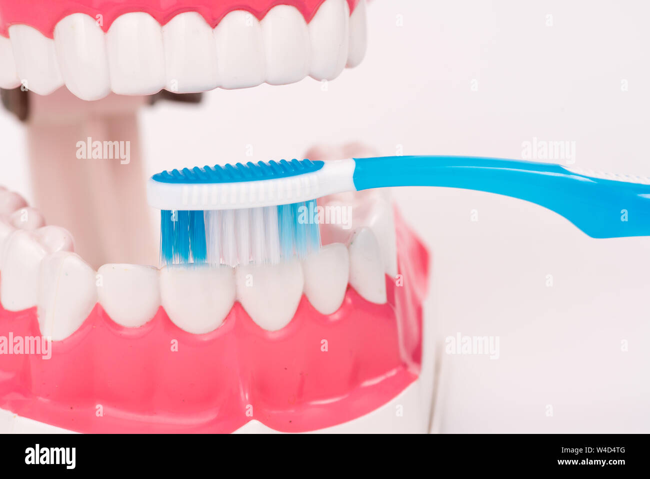 tooth model or dental model with toothbrush Stock Photo - Alamy