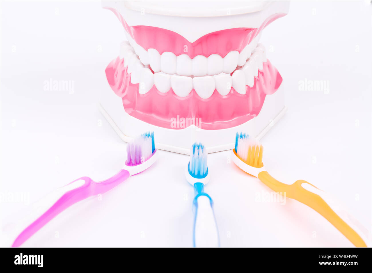 tooth model or dental model with colorful toothbrush Stock Photo - Alamy