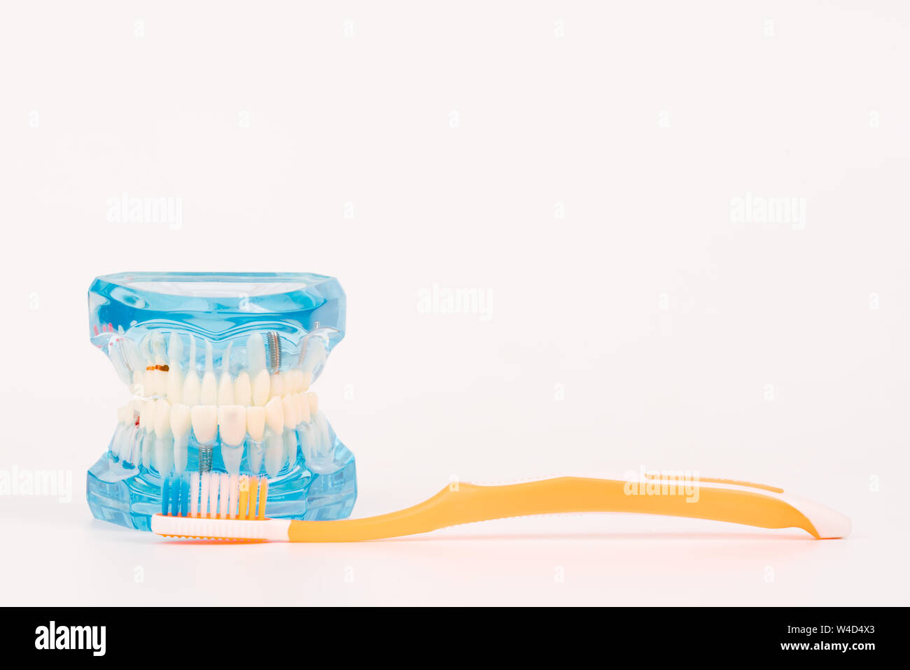 tooth model or dental model with colorful toothbrush Stock Photo - Alamy
