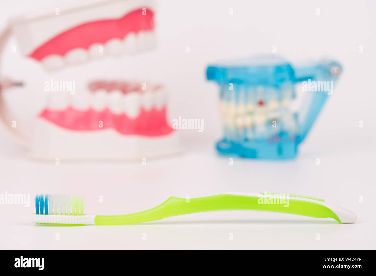 tooth model or dental model with colorful toothbrush Stock Photo - Alamy