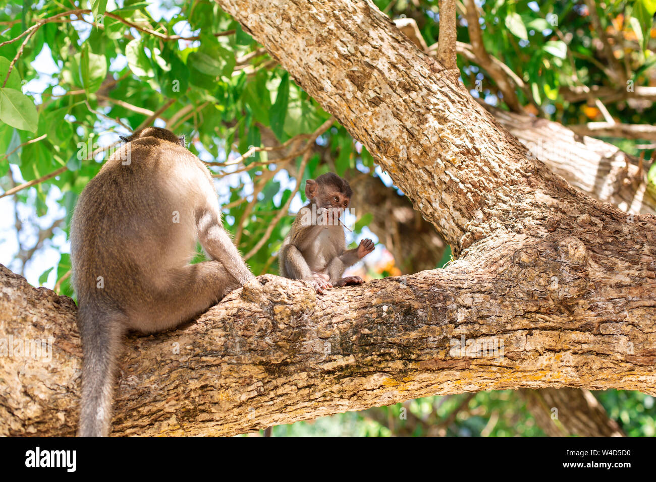 Little monkey portrait. Sits on a tree with his mom Stock Photo - Alamy