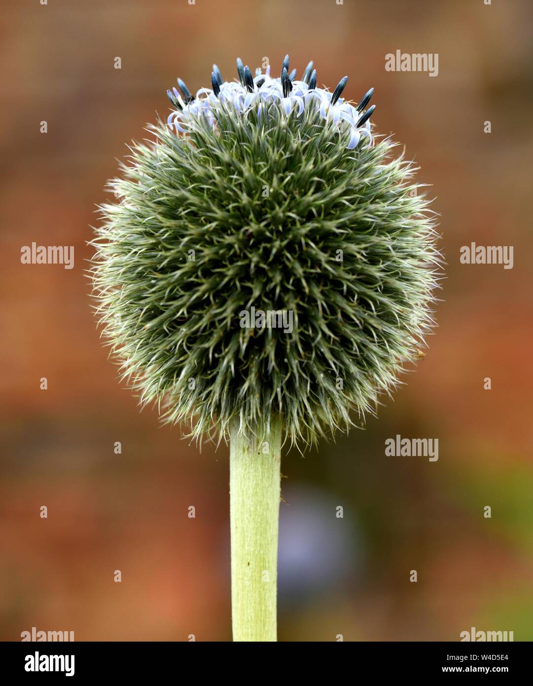 Spherical echinops hi-res stock photography and images - Alamy