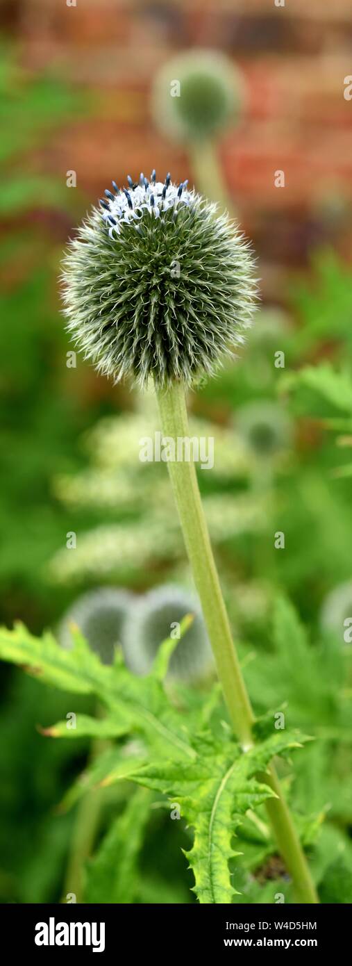 Spherical echinops hi-res stock photography and images - Alamy
