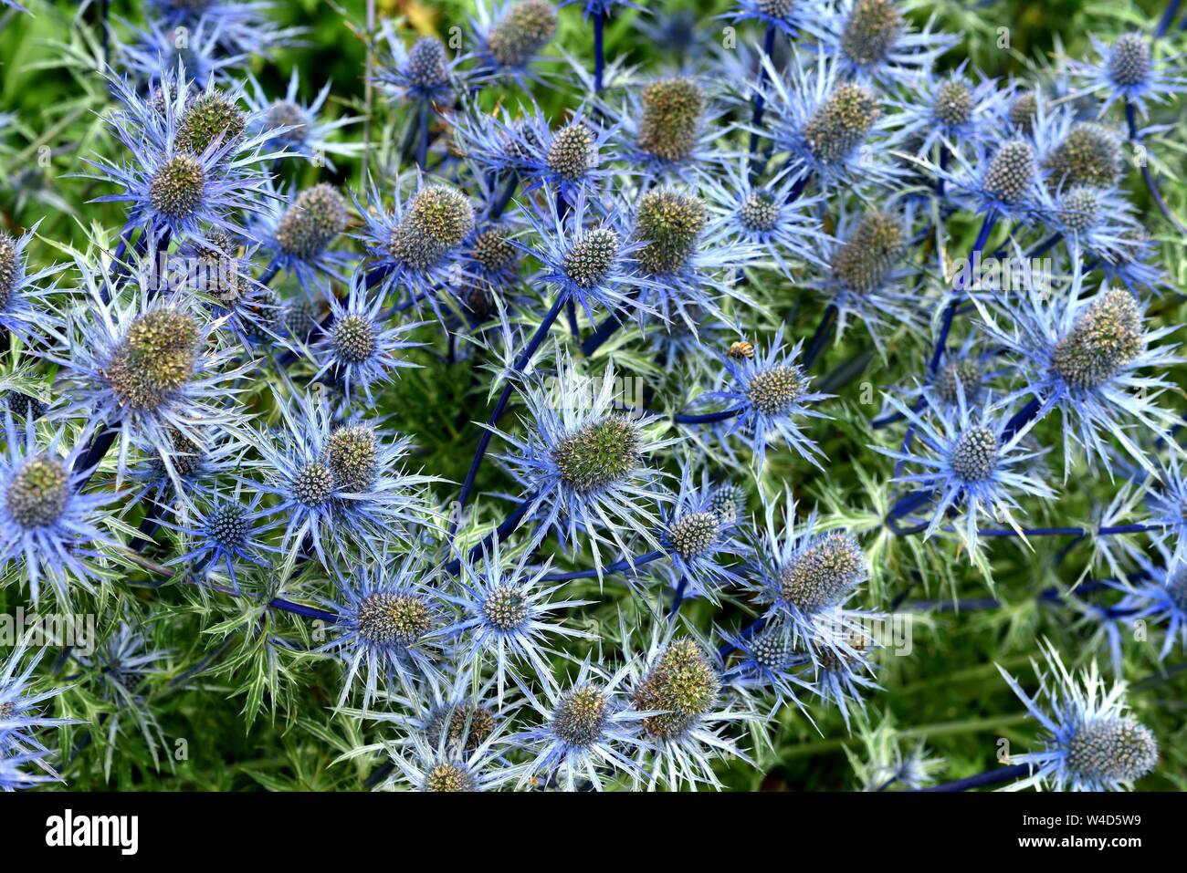 Thistle like flowers hi-res stock photography and images - Alamy