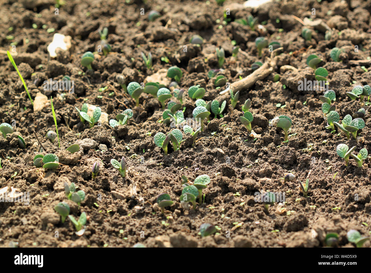 Spring sprouts growing from cultivated soil Stock Photo - Alamy