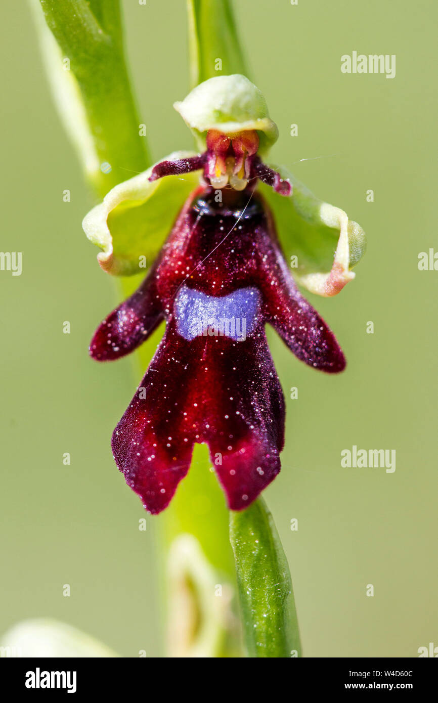 Ophrys insectifera, the fly orchid, Fliegen Ragwurz (Ophrys insectifera ...