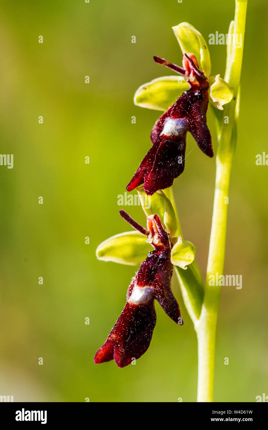 Ophrys insectifera, the fly orchid, Fliegen Ragwurz (Ophrys insectifera ...