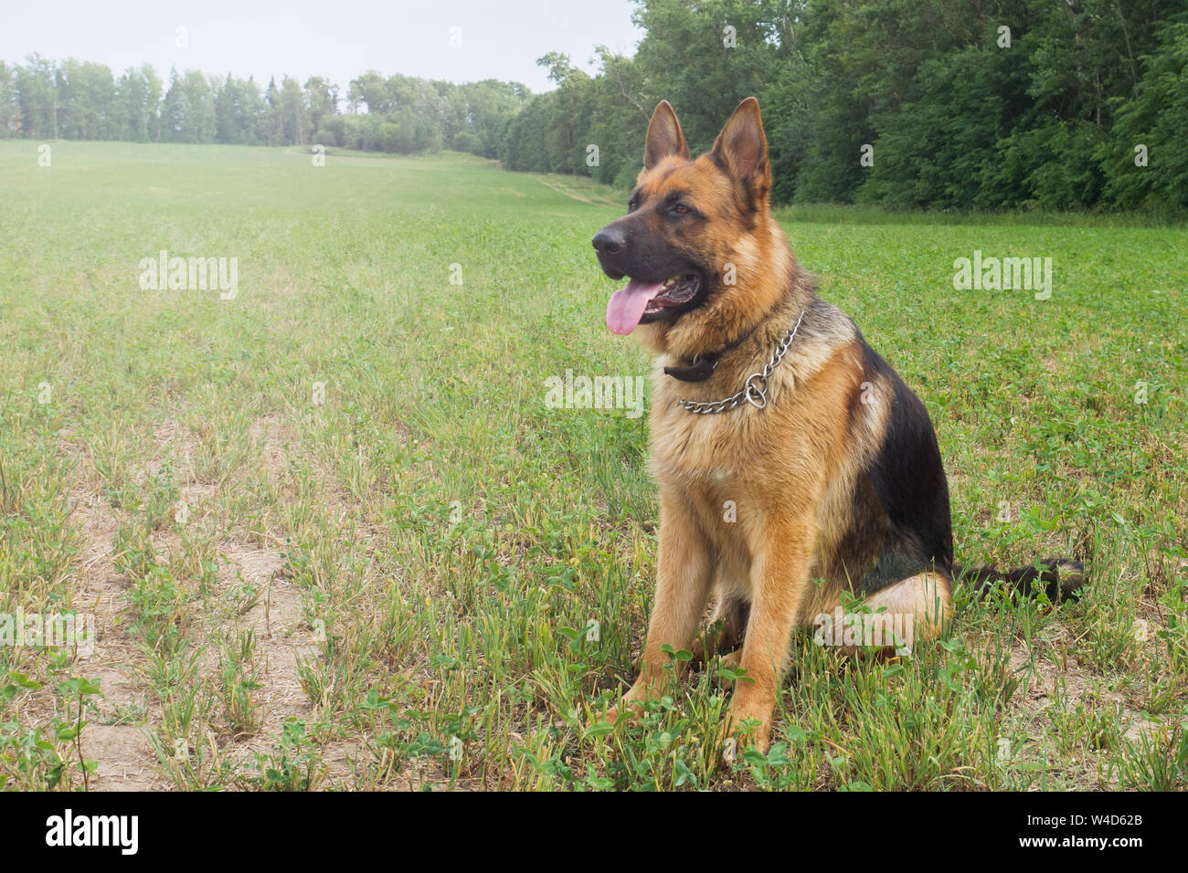 German shepherd walking resting in the Park on the grass on a summer ...