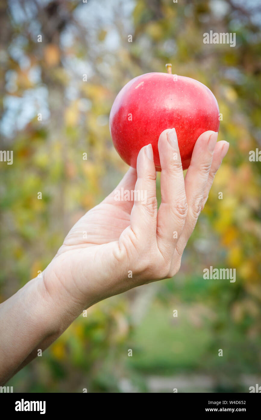 Healthy food concept. Woman's hand holding red ripe apple against the ...